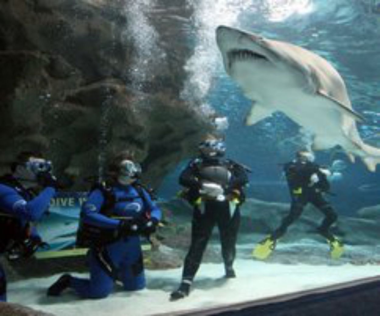 The Best Aquariums in the UK | Lets Go Out